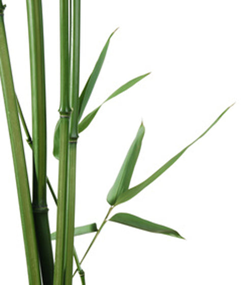 Bamboo – California Textile